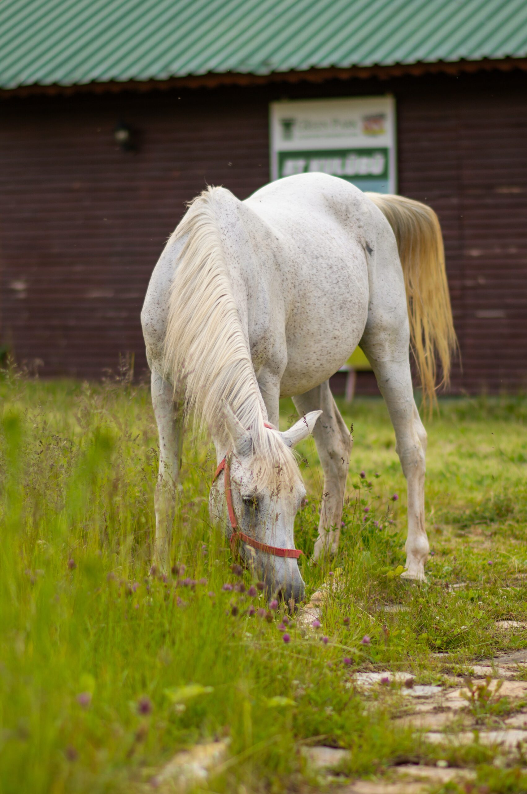 Equestrian & Horse Fencing - The Complete Guide – Postsaver