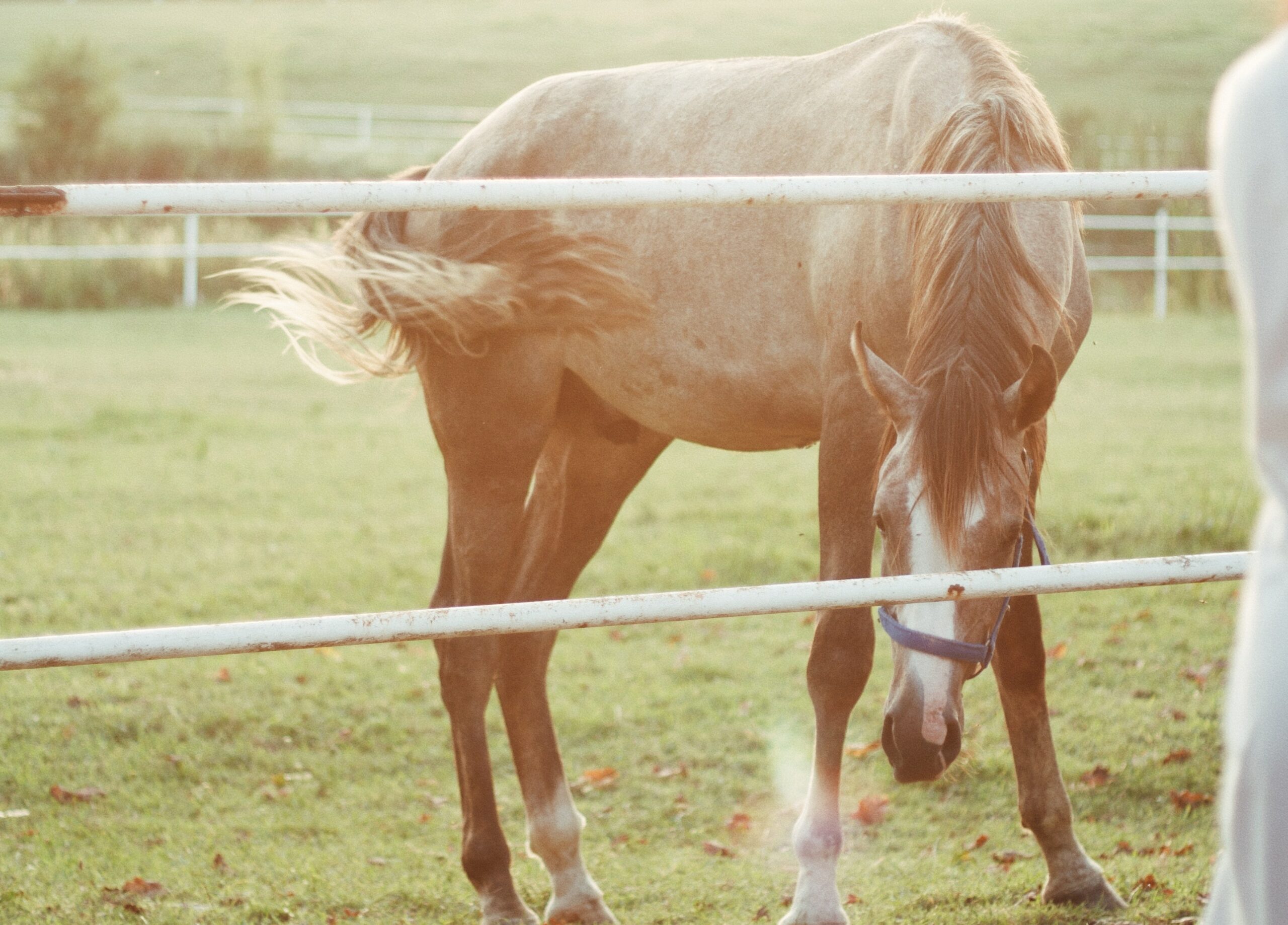 Equestrian & Horse Fencing - The Complete Guide – Postsaver